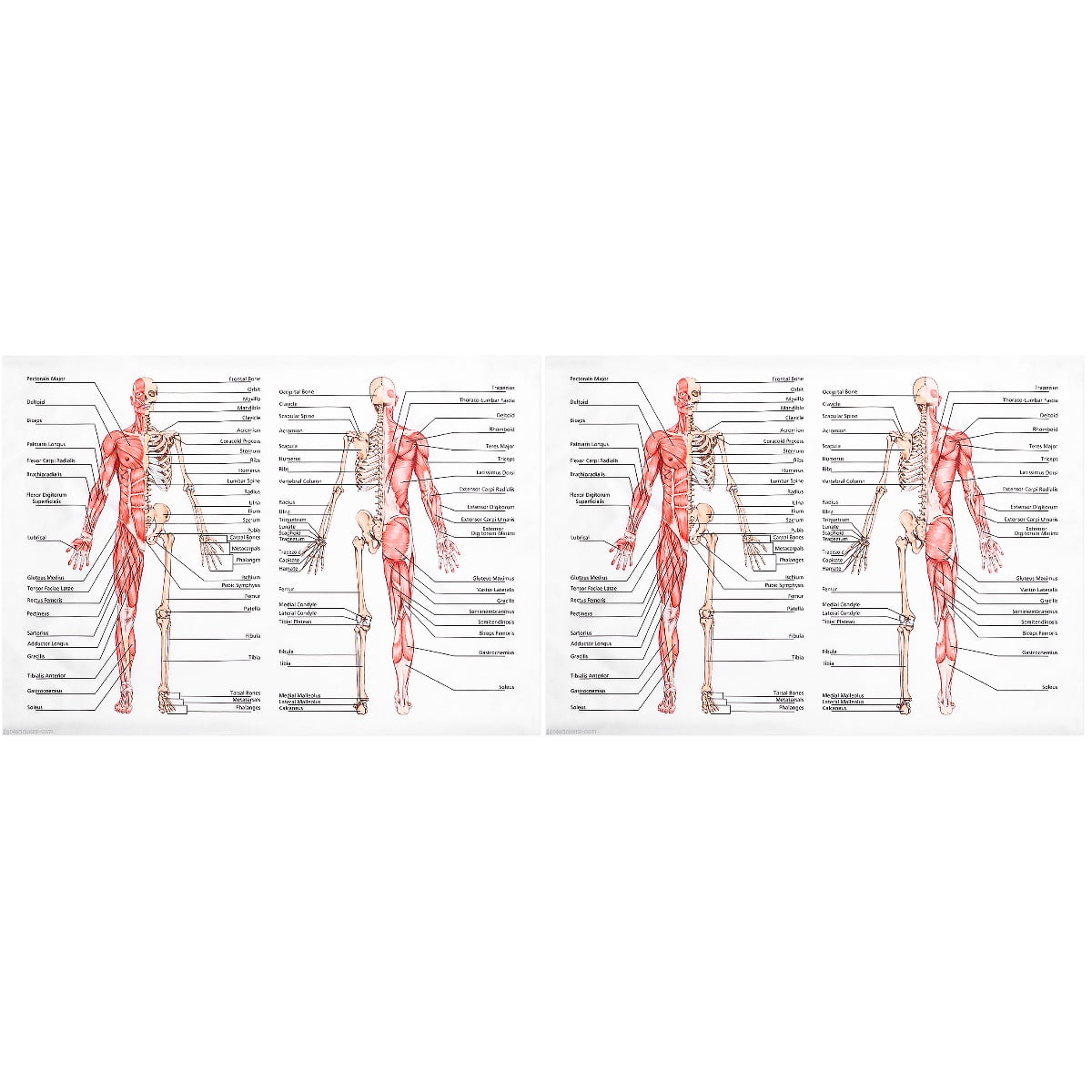 2 Pcs Muscle Anatomy Wall Chart Human Dissection Poster - Walmart.com