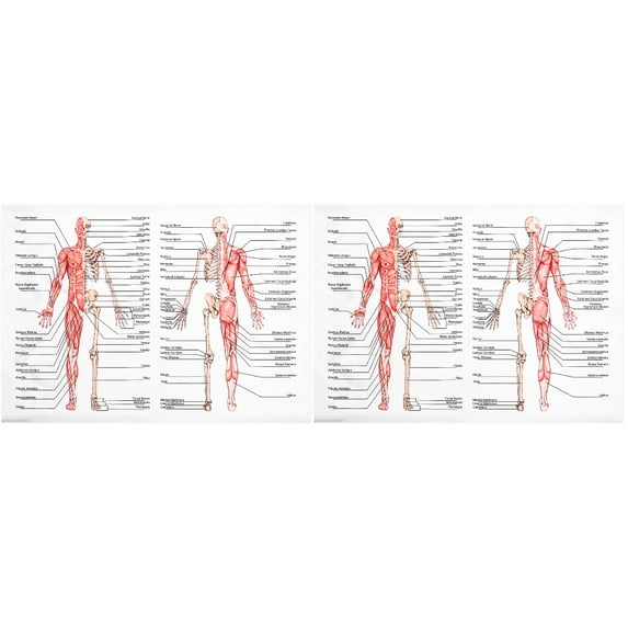 2 Pcs Muscle Anatomy Wall Chart Human Dissection Poster - Walmart.com