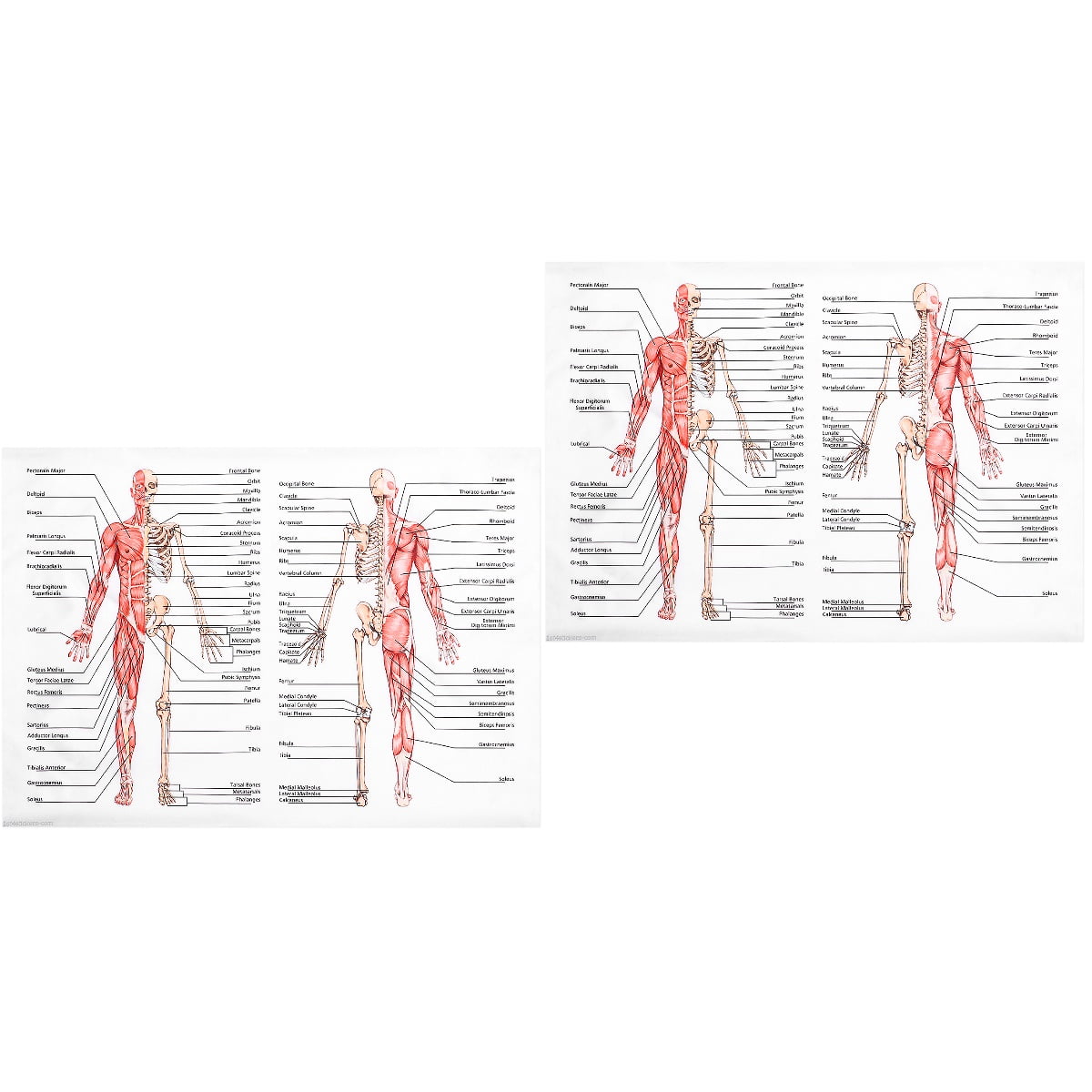 2 Pcs My Body Puzzle Anatomy Posters Human Dissection - Walmart.com