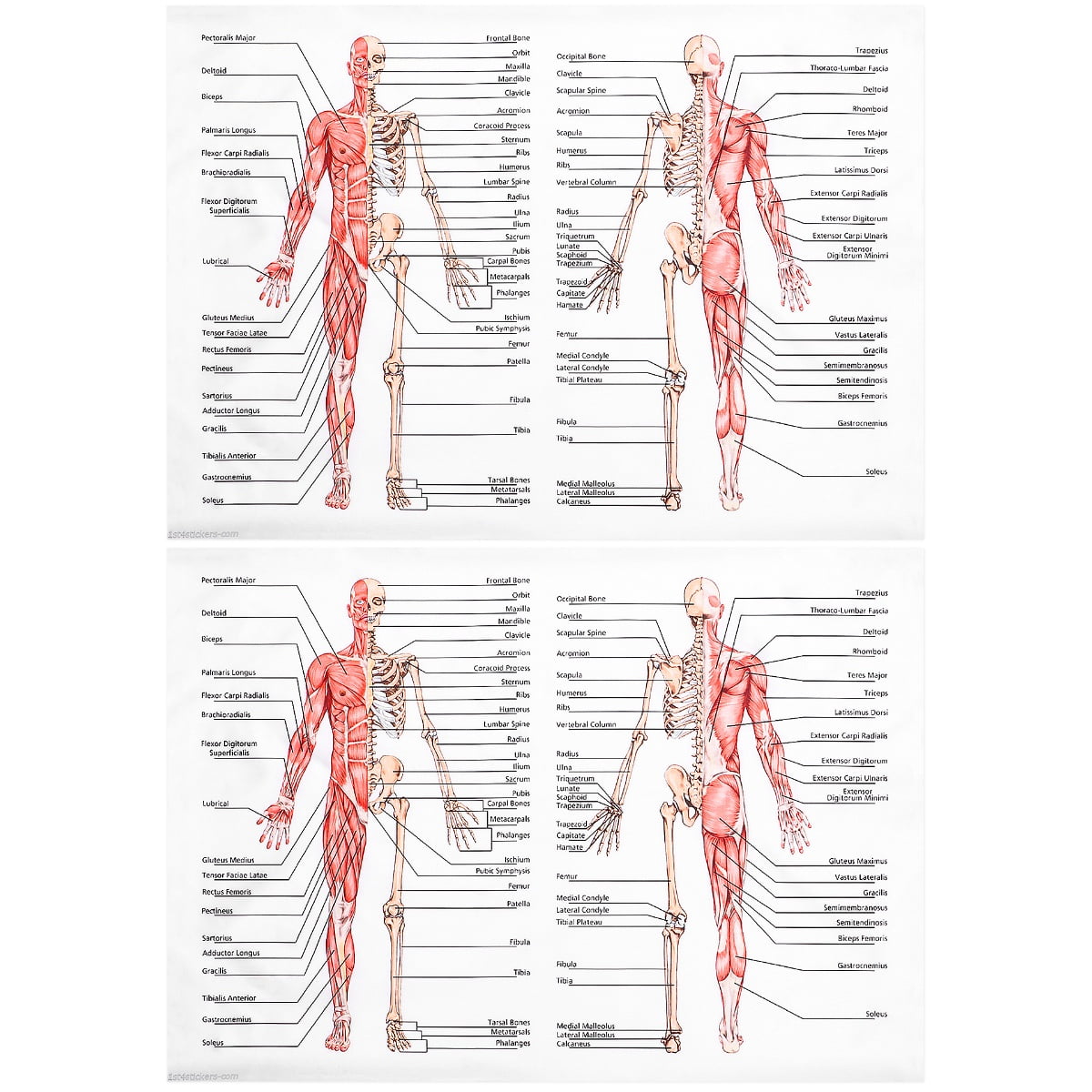 2 Pcs Physiology Human Dissection Poster Assorted Color Hanging - Walmart.com