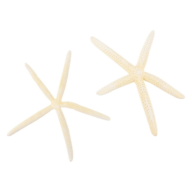 2 Pcs Sea Shells Natural Five-fingered Sea Star Crafts 18X17X2CM White ...