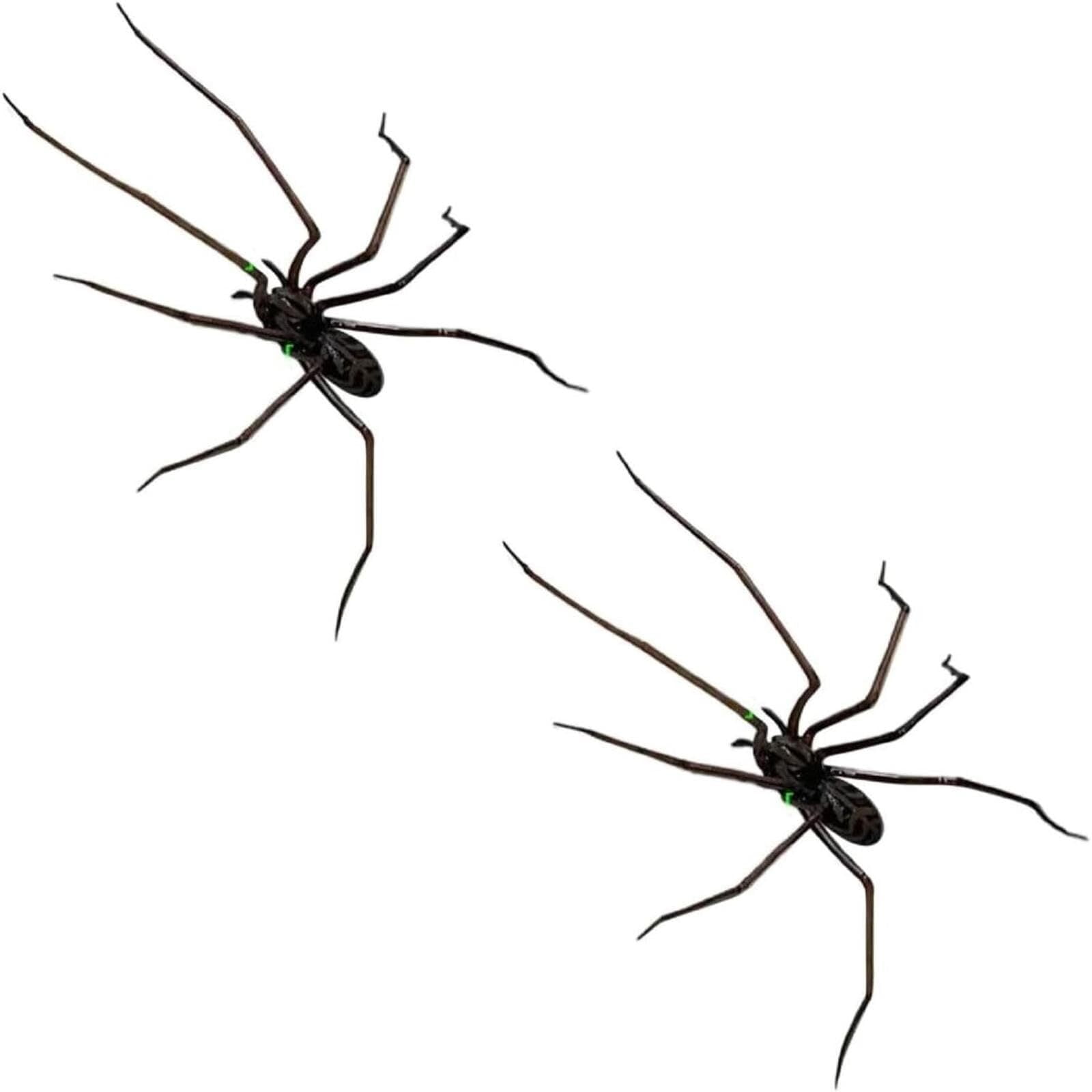 2 Pcs Spider Fridge Magnet,Realistic Spider Magnets,Cute Spiders ...