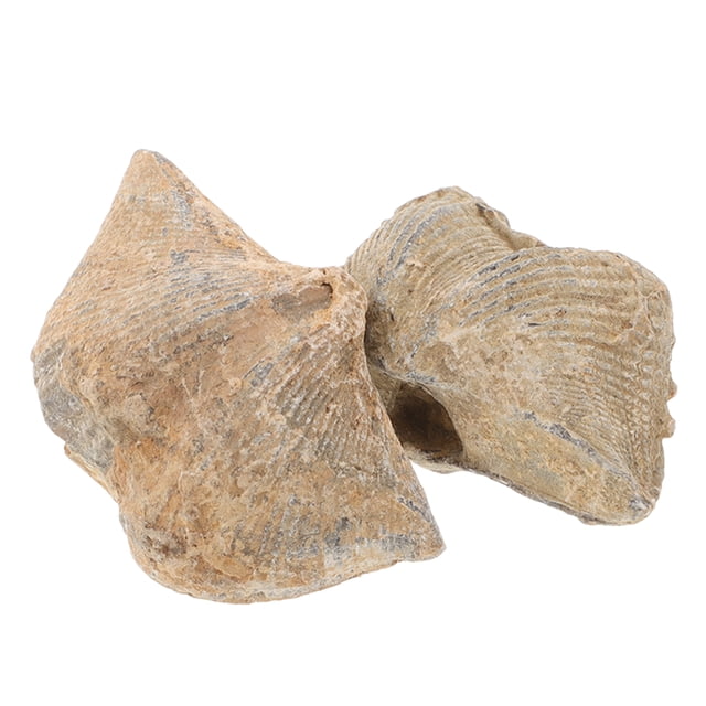 2 Pcs Stone Swallow Specimen Teaching Accessory Marine Specimen Shell ...