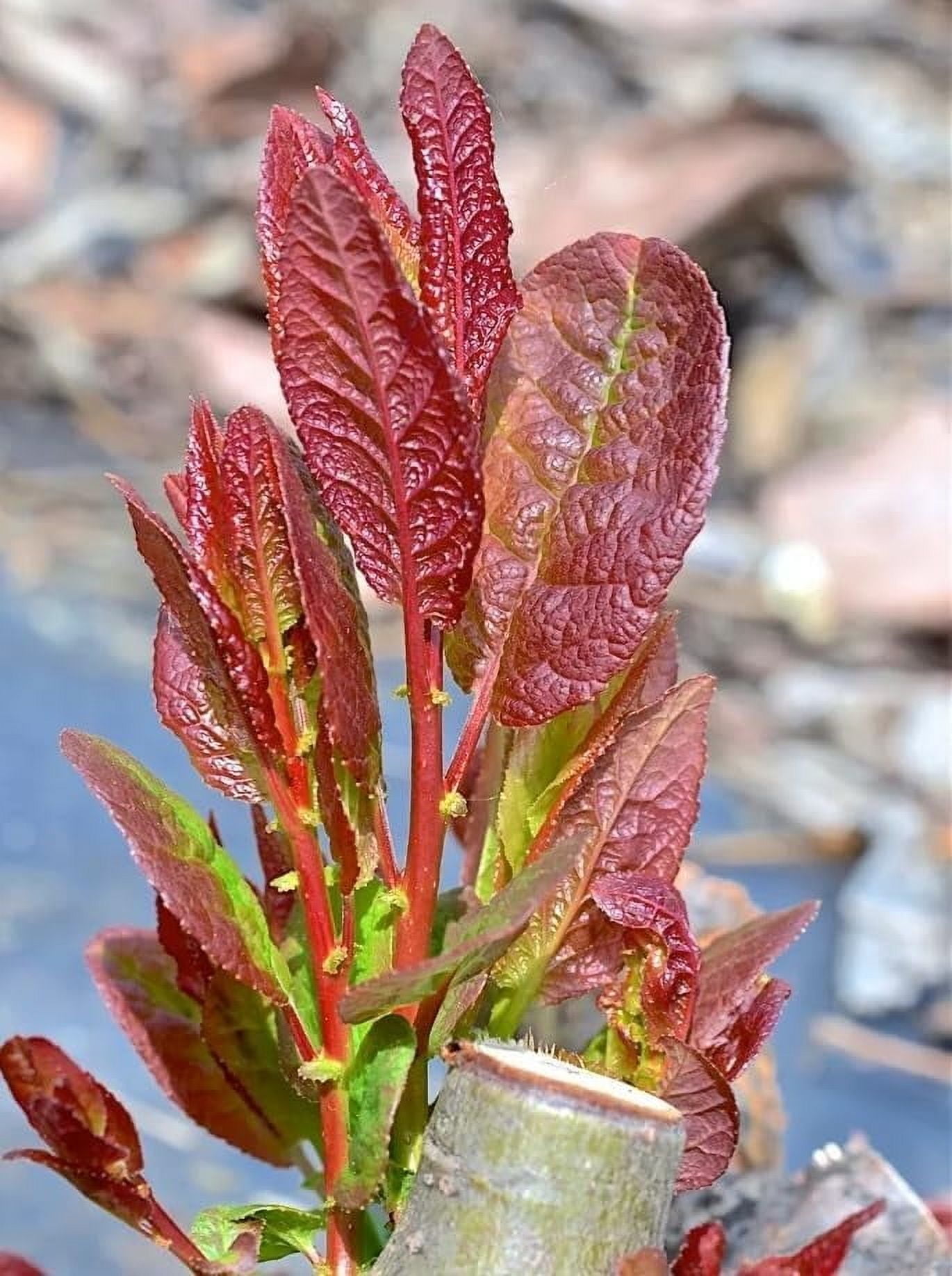 2 Pear Leaf Willow Tree Cuttings to Grow - Walmart.com
