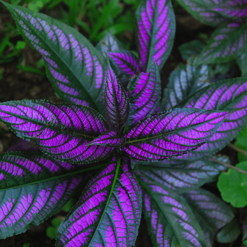 2 Persian Shield Plants Live, Purple Persian Shield Strobilanthes ...