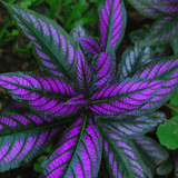 2 Persian Shield Plants Live, Purple Persian Shield Strobilanthes ...