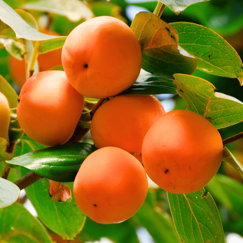 2 Persimmon Tree Live, Dormant Bareroots from 6-12 Inches, Tropical ...