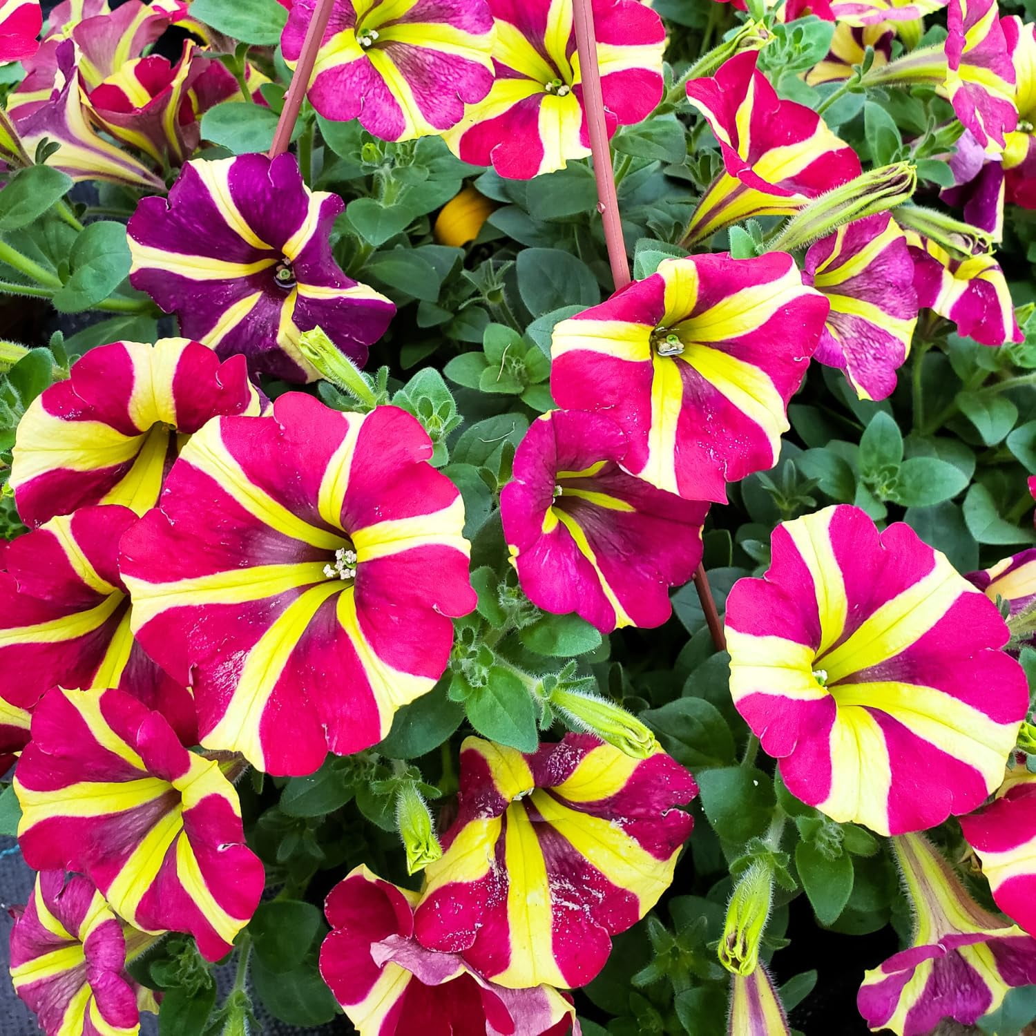 2 Petunia Live Plants, Queen of Hearts Petunia Flowers, Live Petunias ...