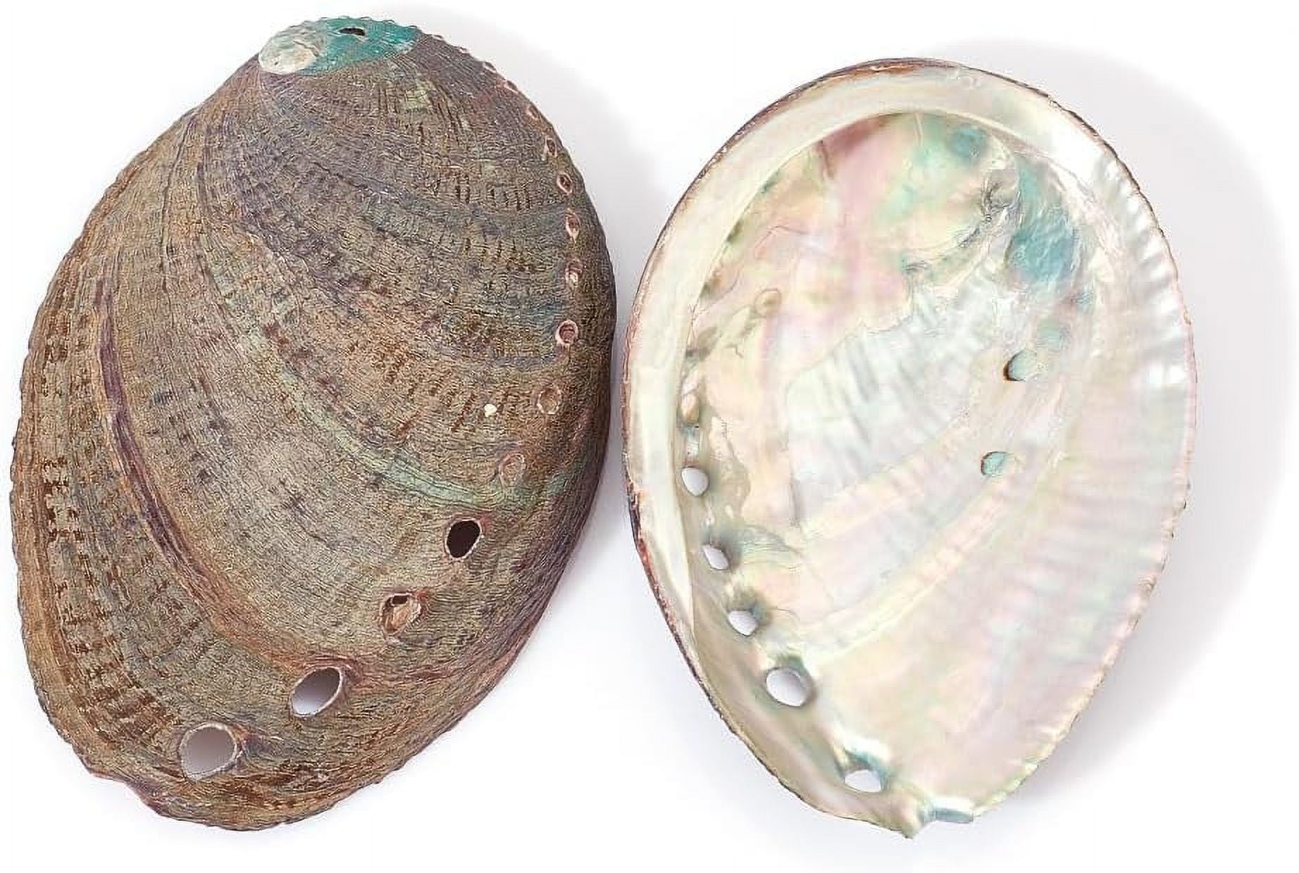 2 Pieces Abalone Shell 3-4.5 inch Polished Abalone Shell White Sage Burner Holder Smudge Bowl ...