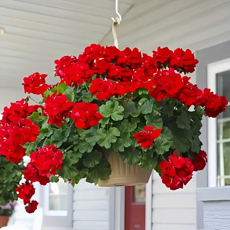 2 Pieces Artificial Geranium Flowers Realistic Red & Green Plants ...