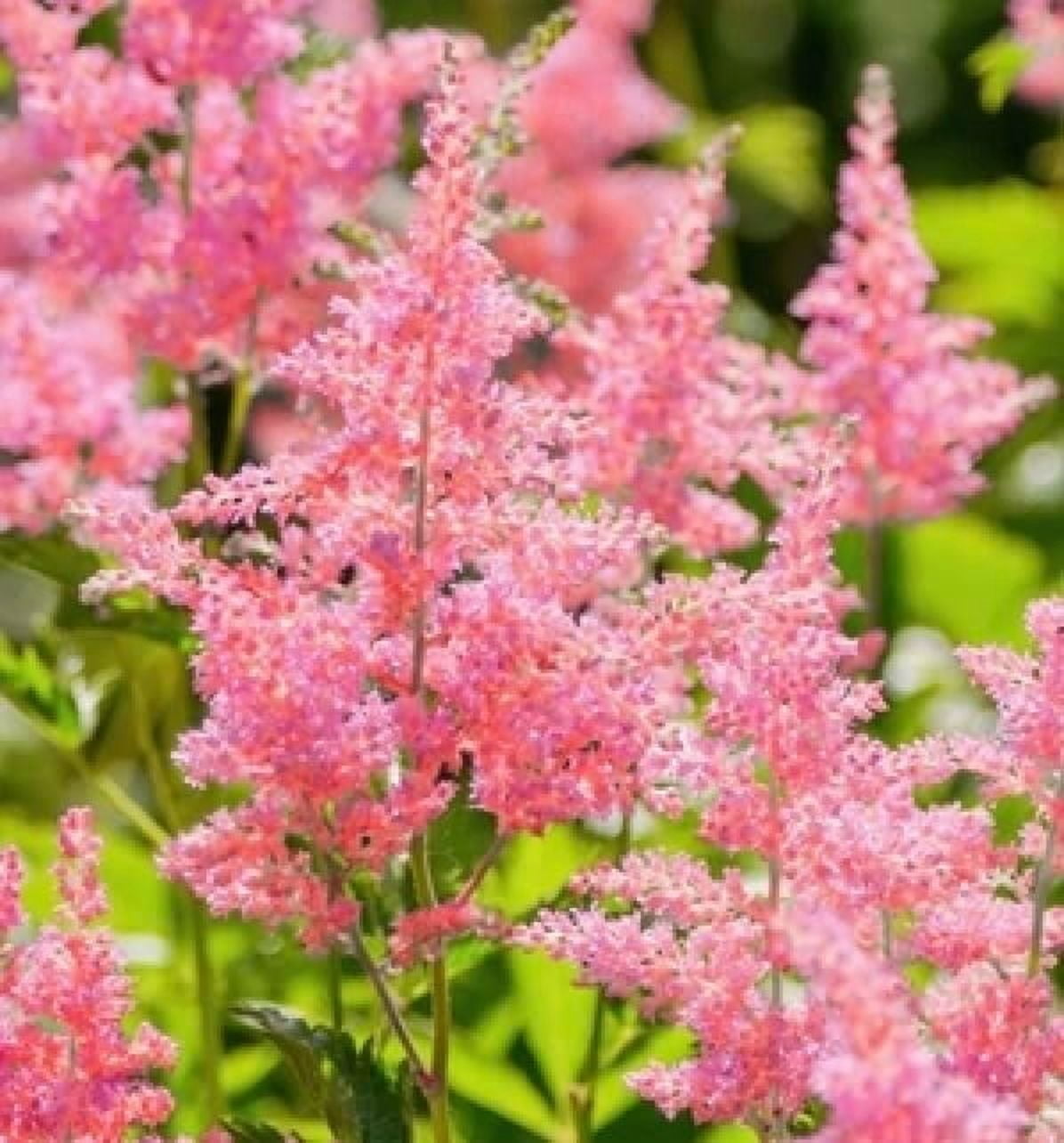 2 Pink Astilbe Roots for Growing - Walmart.com