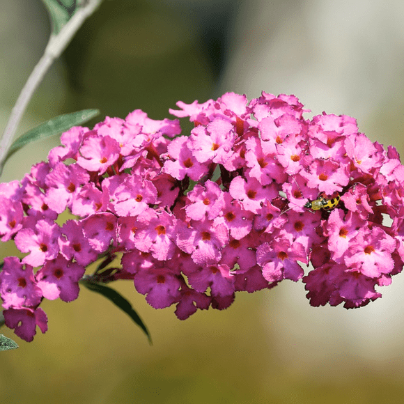 Butterfly Bush Shrubs