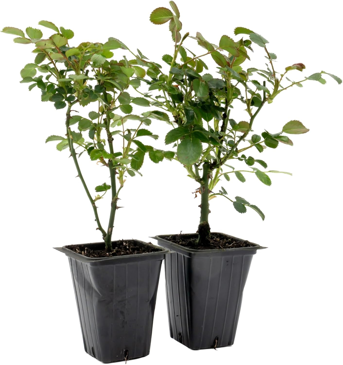 Citronella King Pink Carpet Roses Live Plants in 2.5-inch Nursery Cubes ...