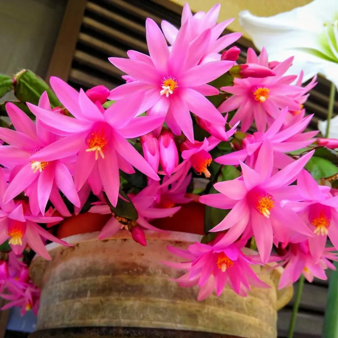 2 Pink Easter Cactus Plants Live, Christmas Cactus Thanksgiving Cactus ...