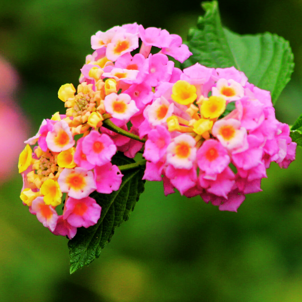 2 Pink Lantana Plants Live For Planting Outdoors, Trailing Lantana ...