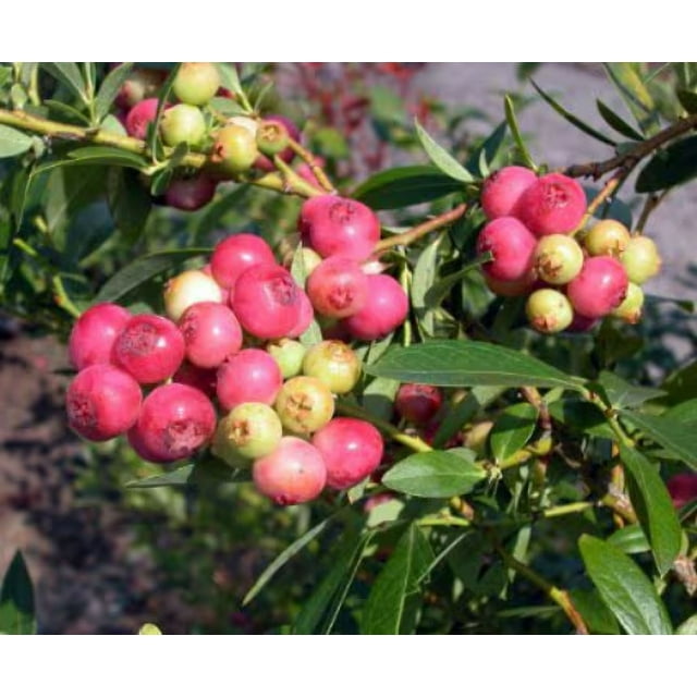 2 Pink Lemonade Blueberry Plants in 4 Inch Containers, Great Starter ...