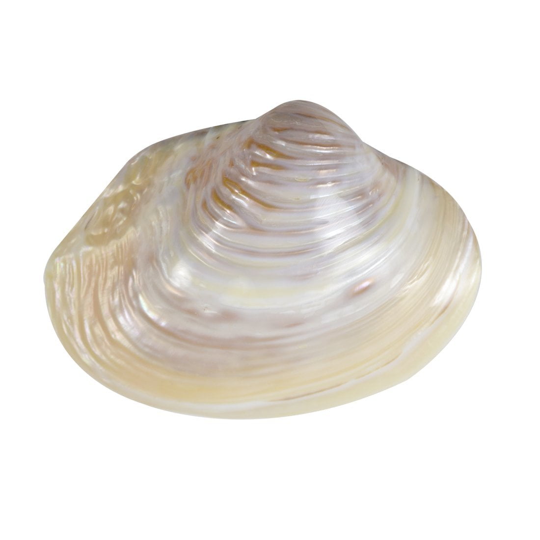 2 Pink Mussel Shell 6-8" (Set of 2) - Walmart.com