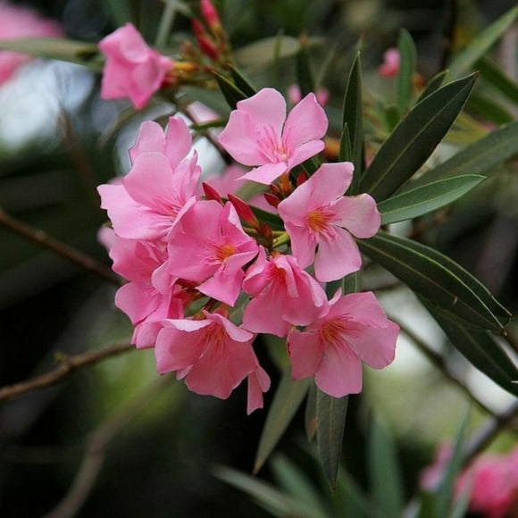 Buy Oleander Plants and Garden Shrubs for Outdoor Landscaping