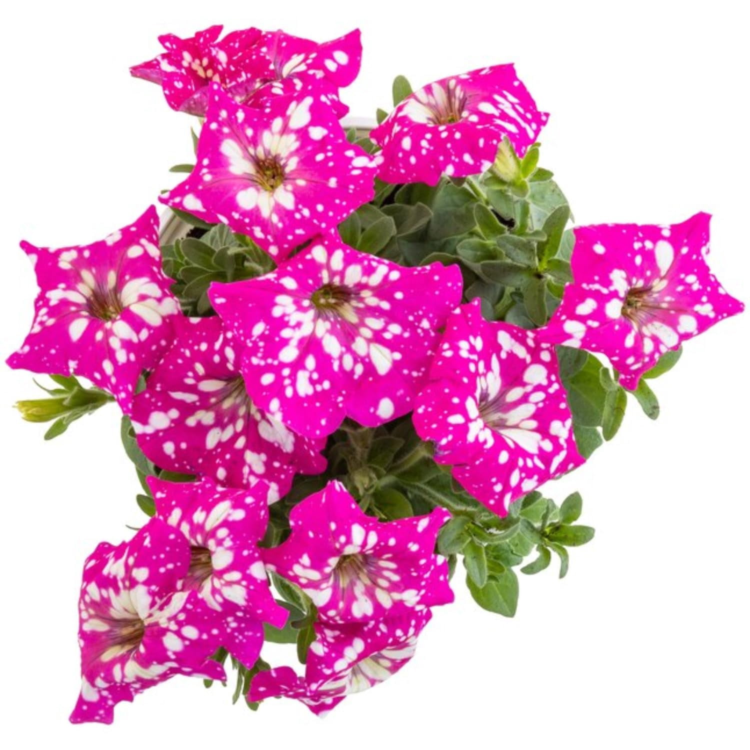 2 Pink Petunia Plants Live, Vibrant Flowering Seedlings, 5-9 Inches ...