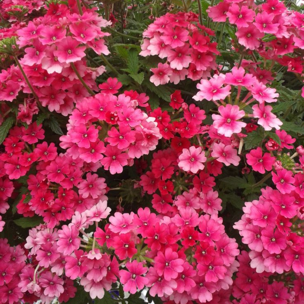 2 Pink Verbena Plants, Perennial Verbena Flower Trailing Plants 3-6 ...