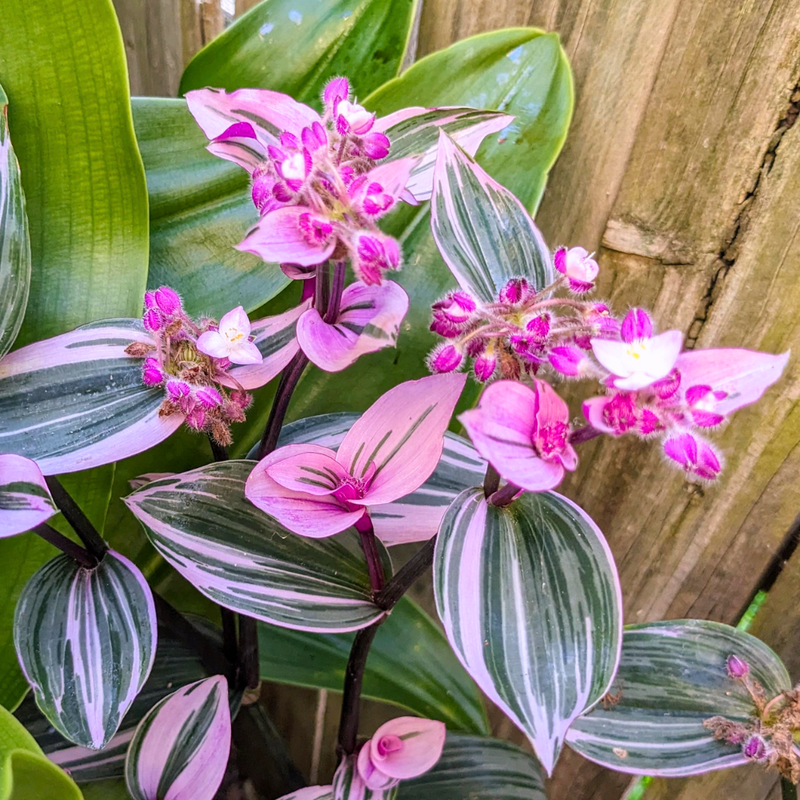 2 Pink Wandering Jew Plants Live, Variegated Tradescantia Houseplant ...