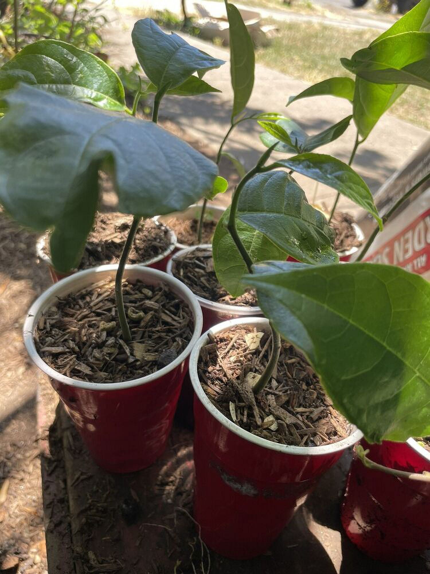 2 Plants Jackfruits Live Plant Tropical Fruit Plants - Walmart.com