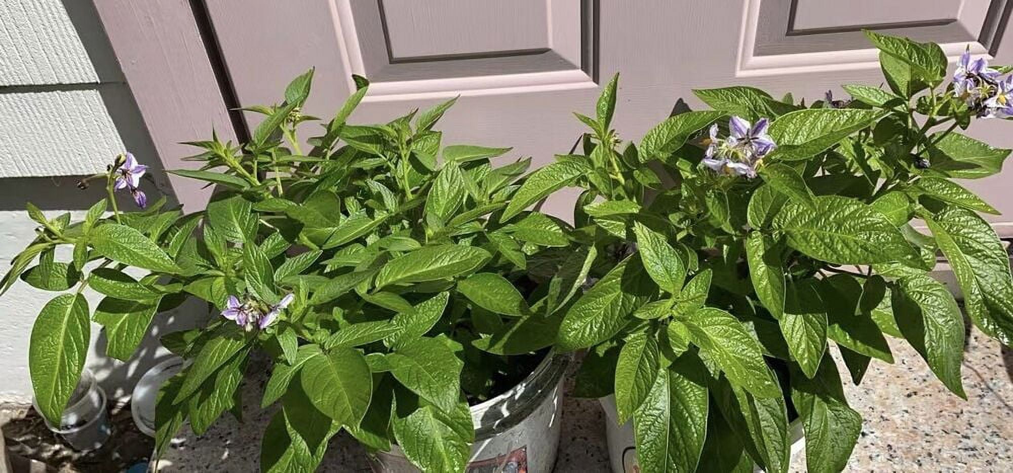 2 Plants Solanum muricatum aka Pepino Melon Garden Melon Pear Sweet ...