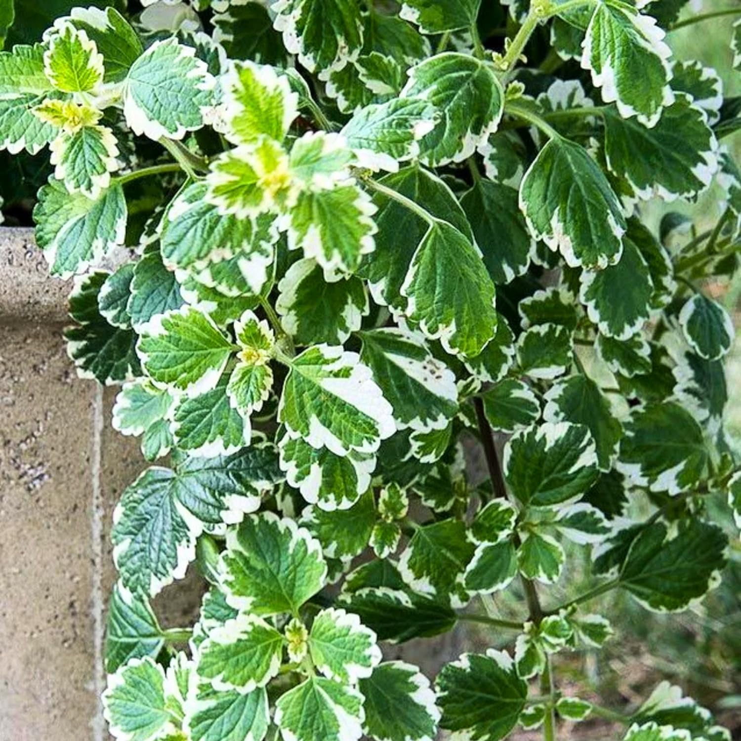 2 Plectranthus Swedish Ivy Plants Live To Grow, In 3 Inch Pot ...