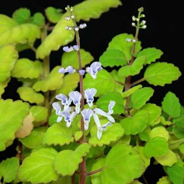 2 Plectranthus Swedish Ivy Plants Live for Planting, Green Swedish Ivy ...