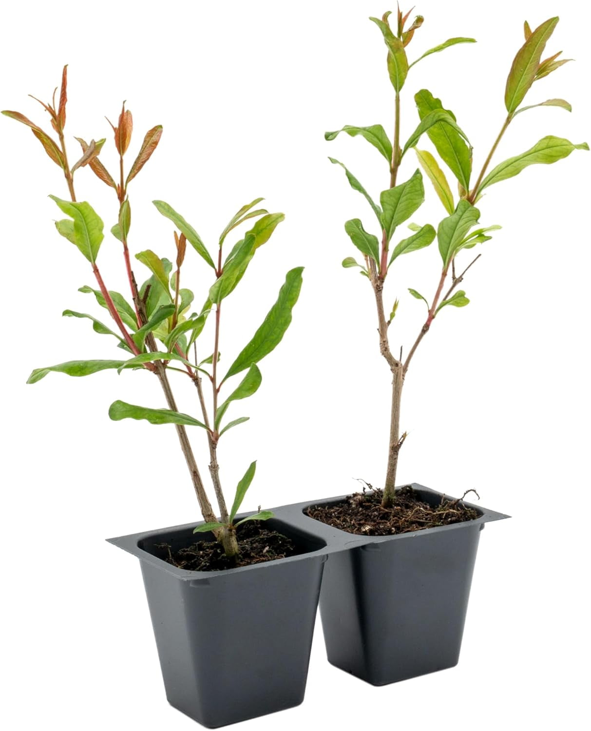 Customer reviews for 2 Pomegranate Wonderful Trees | Live Saplings in 2 ...