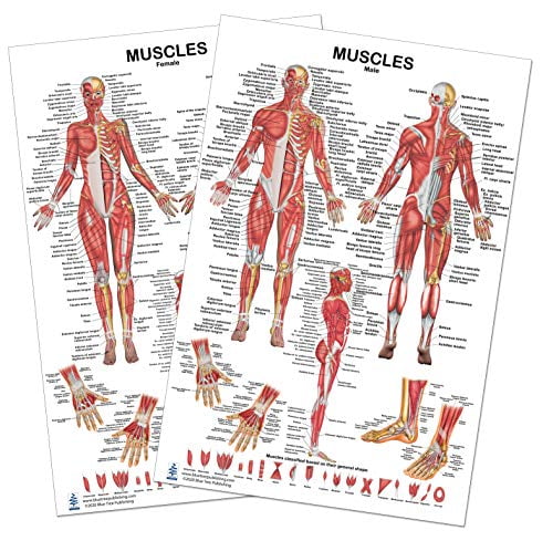 2 Poster Set! Muscles Female Male Poster - 2 Views Set 24x36inch, for ...