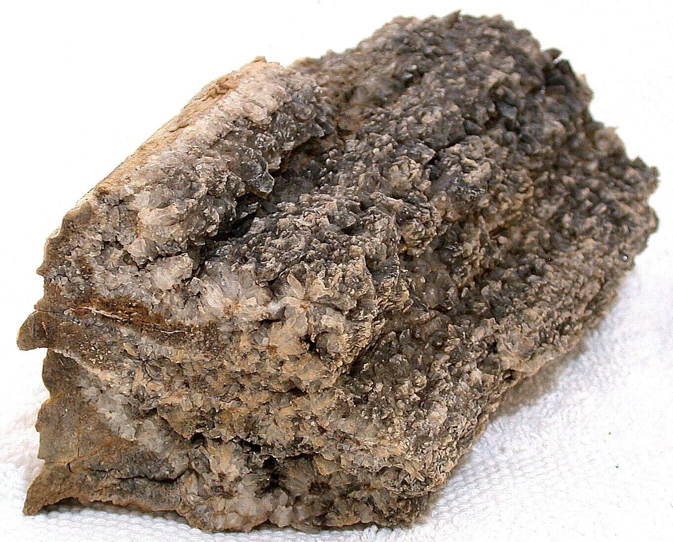 2 Pound 13.3 Oz Rare Nevada Quartz Crystal Petrified Fossil Wood ...