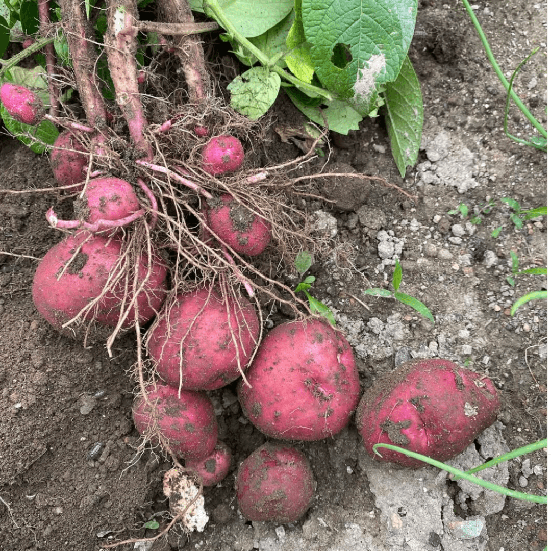 2 Pounds Red Potato Seed Potatoes, Heirloom, High Yields Potato Seeds ...