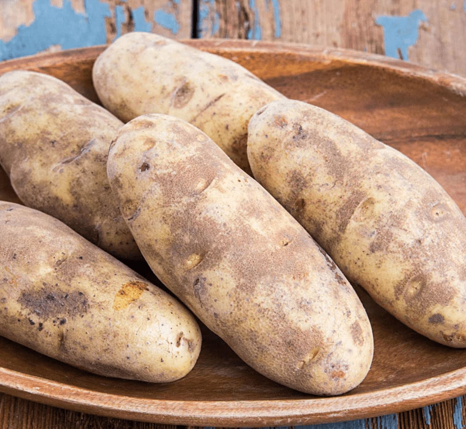 2 Pounds Russet Potato Tubers Seed Potatoes Russet Potato Seeds Brown ...