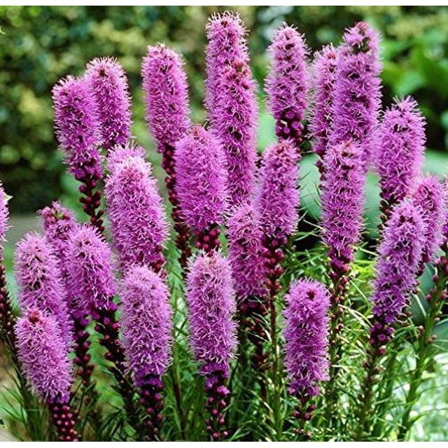 (2) Pretty Flowering Perenials, Liatris Spicata, Bulbs, Root, Plant ...