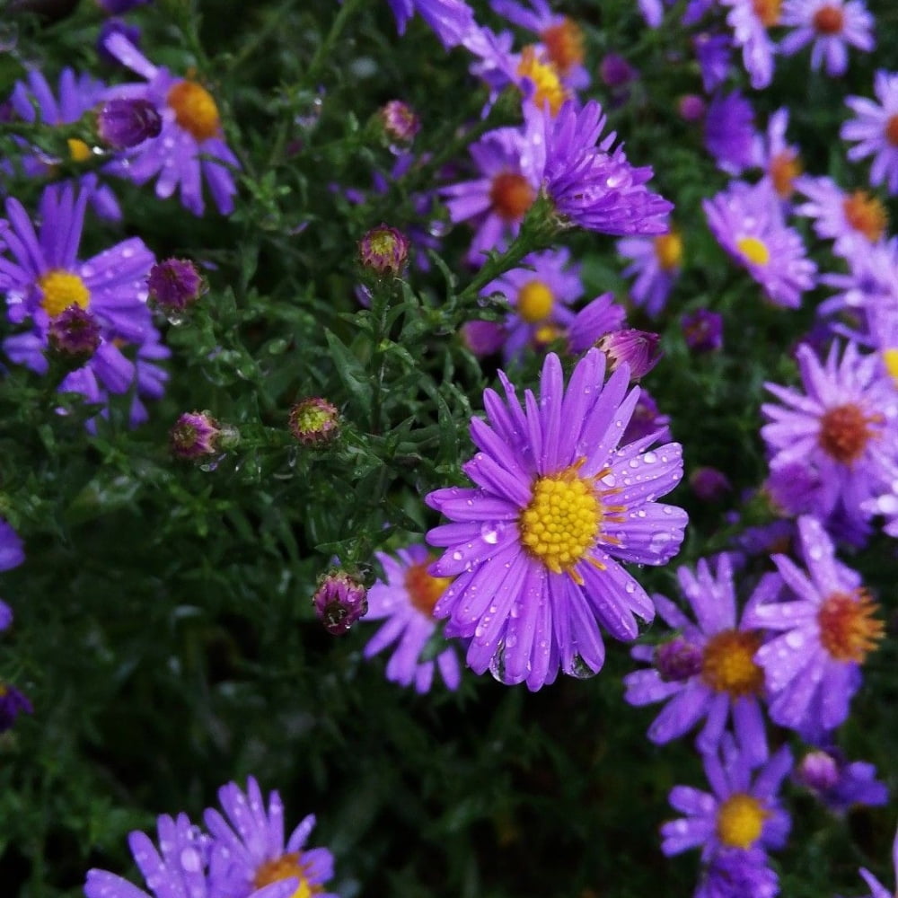 2 Purple Aster Woods Plant Live, Aster Woods Tree for Outdoor Gardening ...