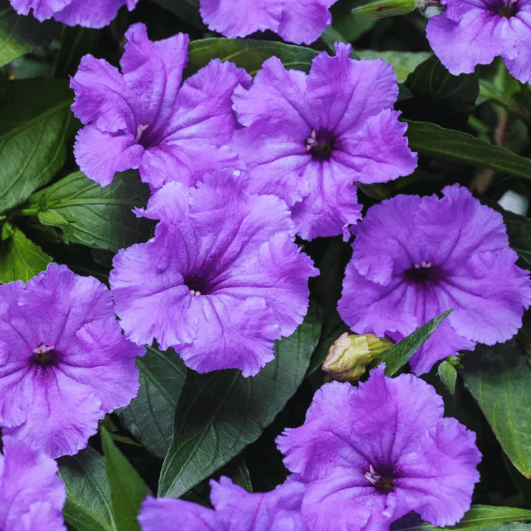2 Purple Mexican Petunia Plants Live, Petunia Flower Plants for ...