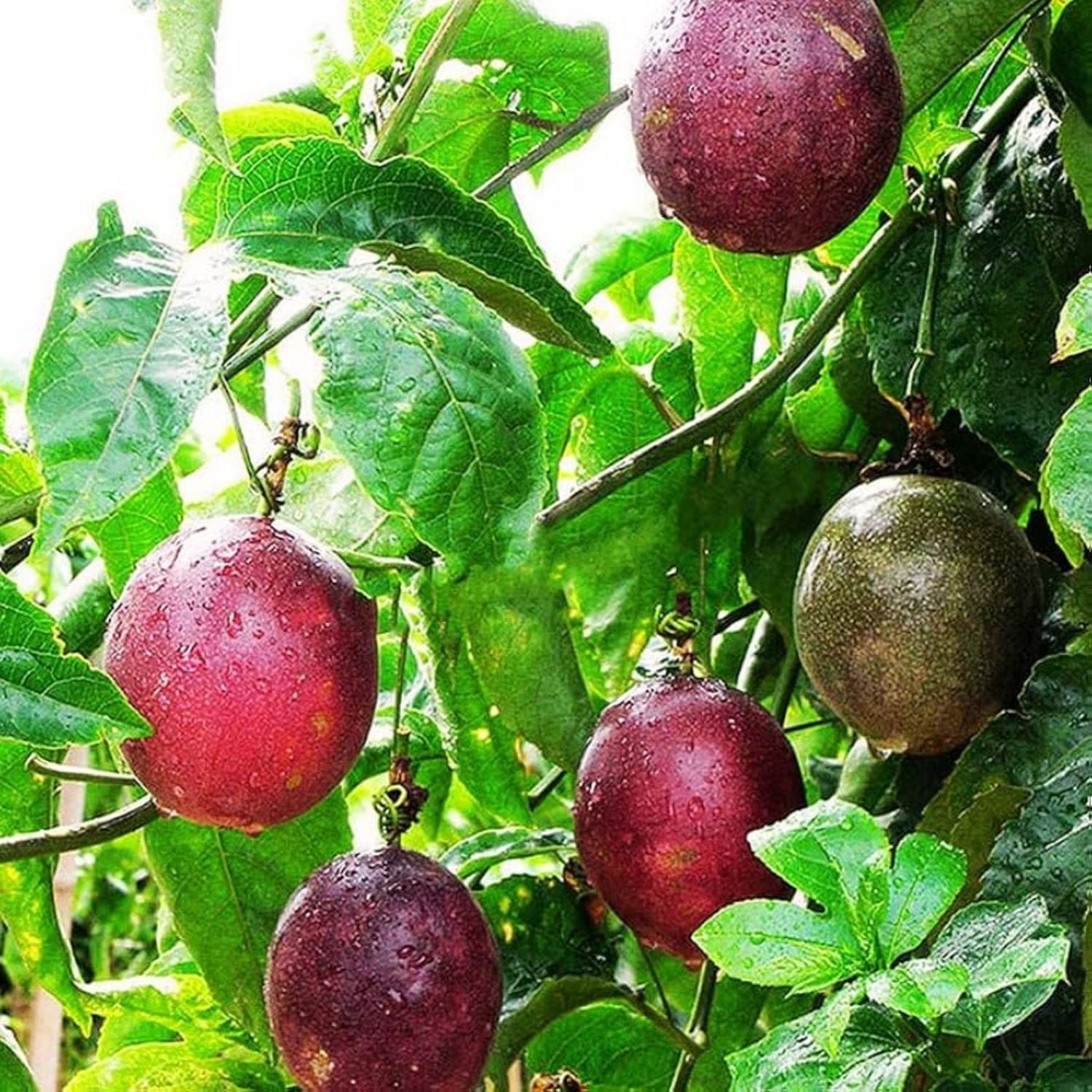 2 Purple Passionfruit Vine Plant Plant for Planting Outdoors, Passion ...