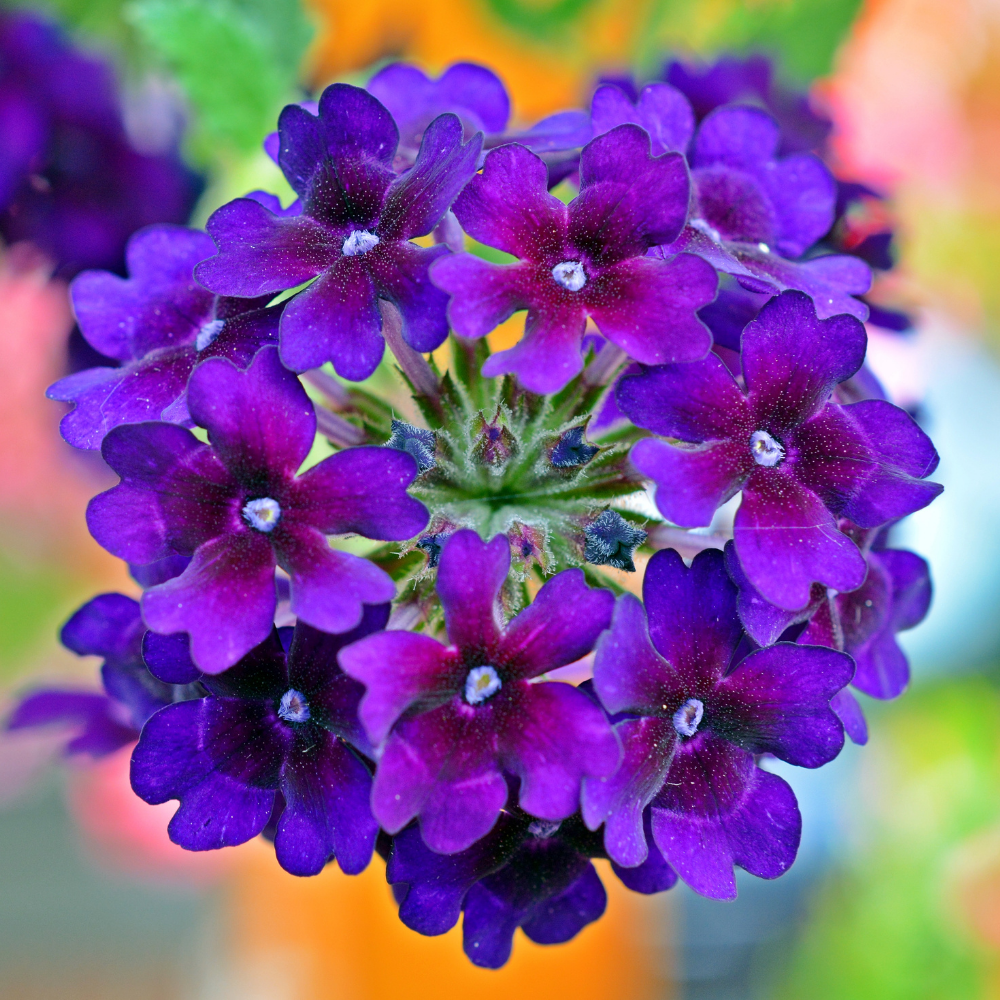 2 Purple Verbena Plants, Perennial Verbena Flower Trailing Plants 3-6 ...