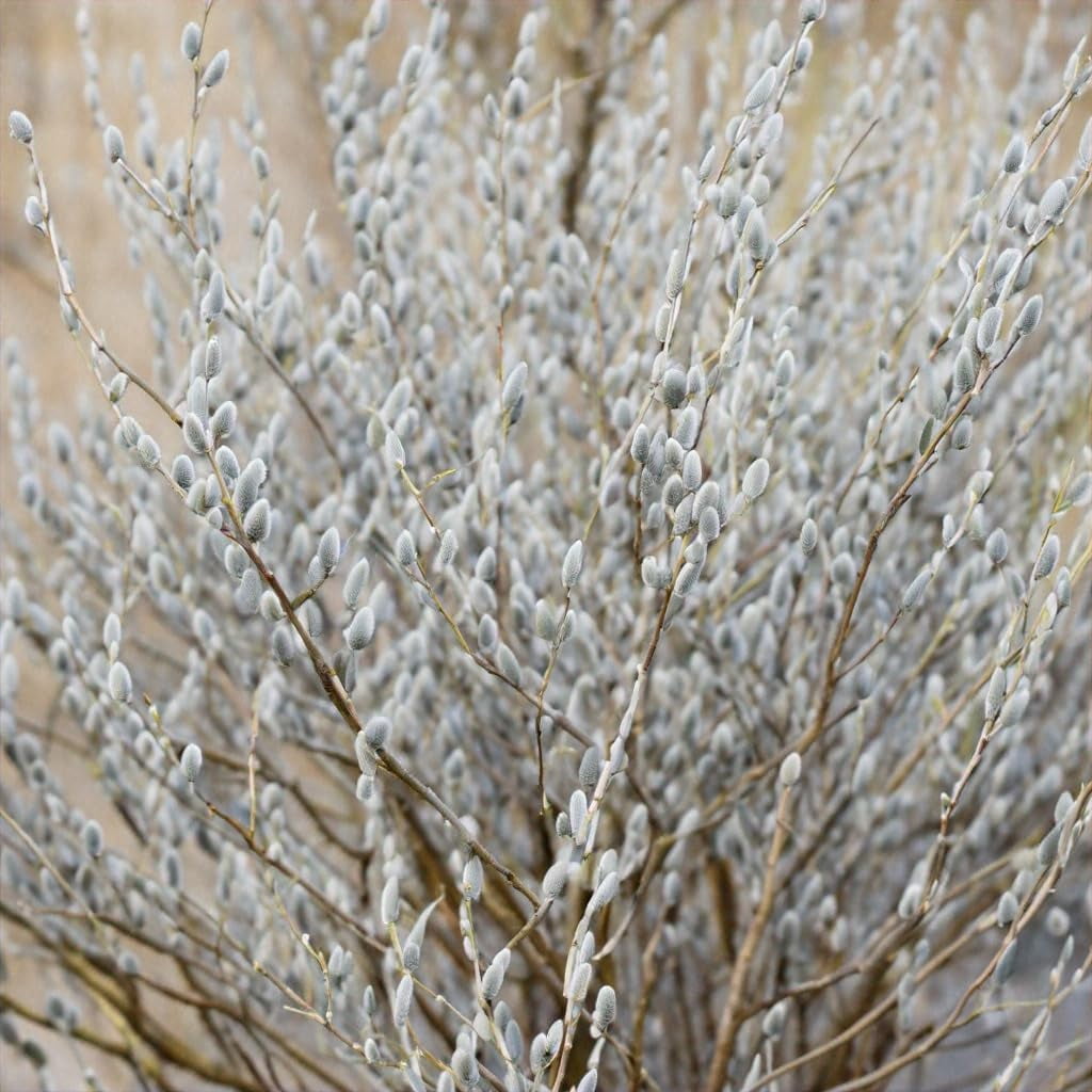 CZ Grain, 2 Willow Tree Cuttings, Fresh Cuttings Ready to Plant, Hardy ...