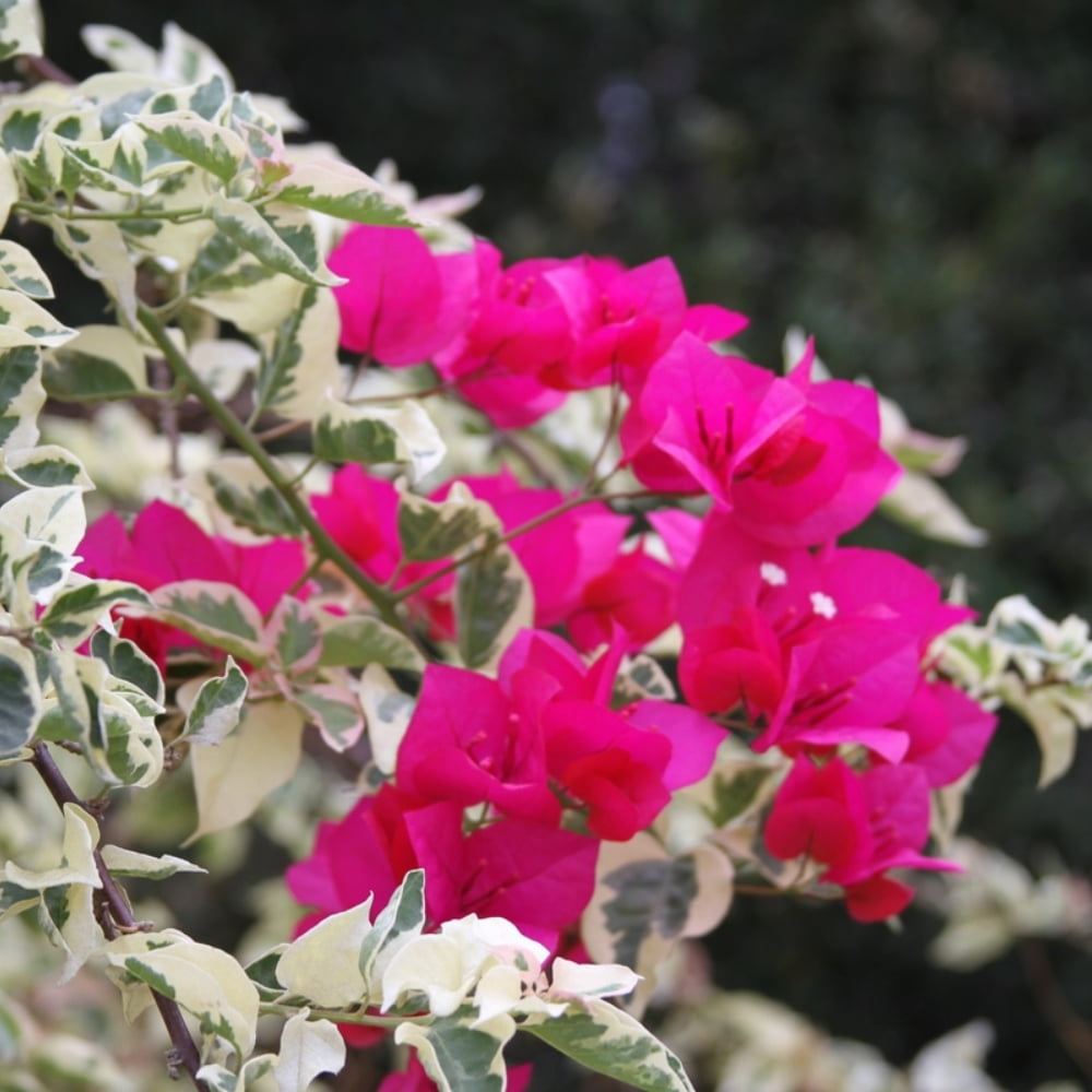 2 Raspberry Ice Bougainvillea Plant Live from 4 to 8 Inch Tall ...