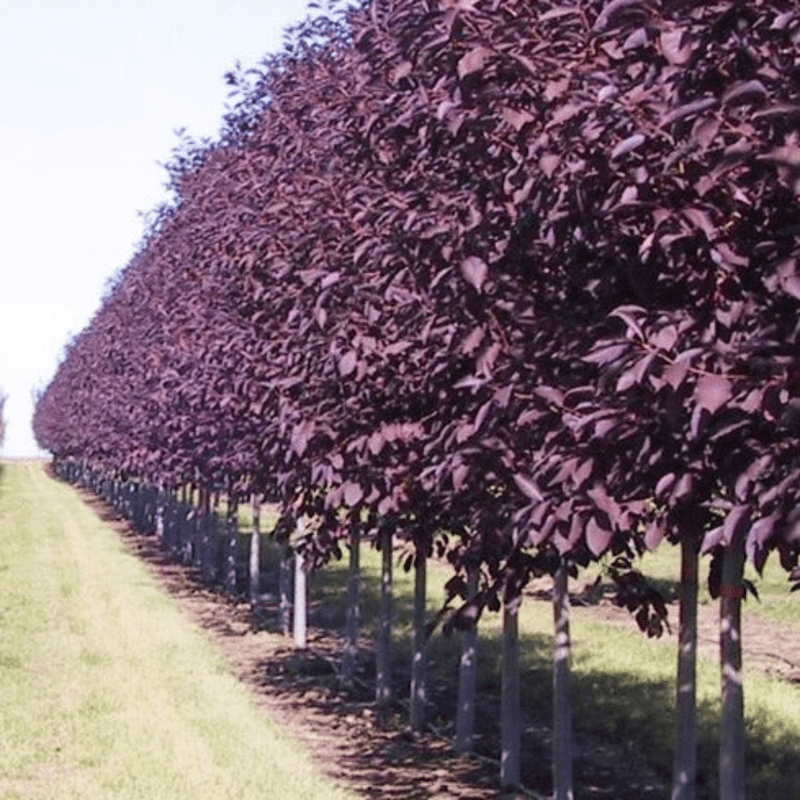 2 Red Chokecherry Tree Plant Live, Chokecherry Live, Ready to Plant, 2 ...