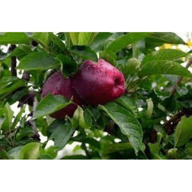 American Red Delicious Apple Trees, 2 Bareroot Plants, 2-3ft Tall ...
