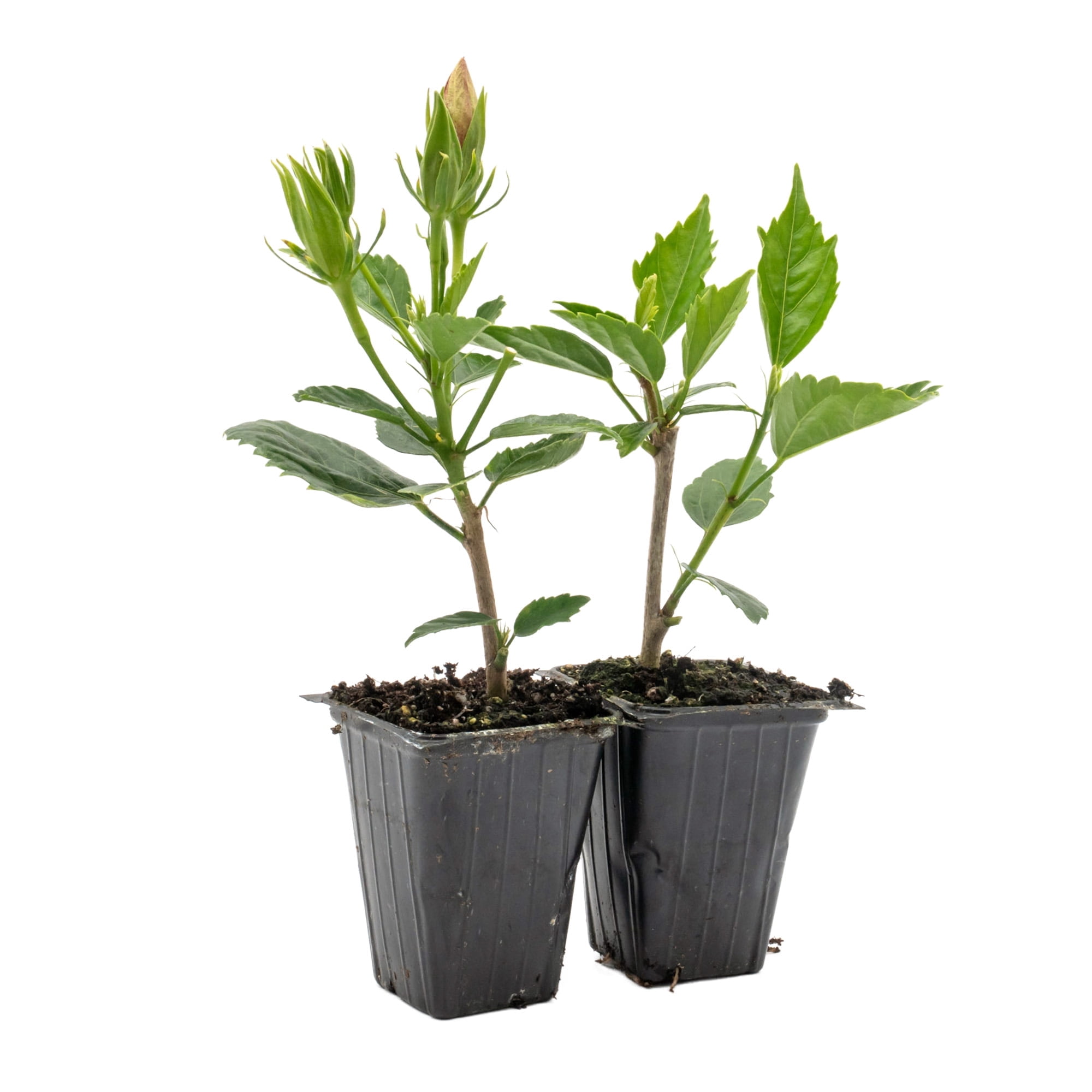 2 Red Dragon Hibiscus Live Plants in 2.5-inch Nursery Cubes | Hibiscus ...