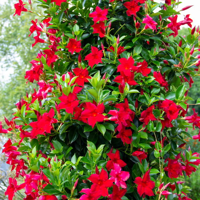 2 Red Mandevilla Plants Live, Mandevilla Vine Plants Well Rooted 4-7 ...