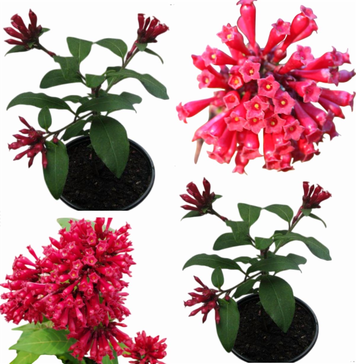 2 Red Night Blooming Jasmine Plants Live Newell's Red Cestrum Plant ...
