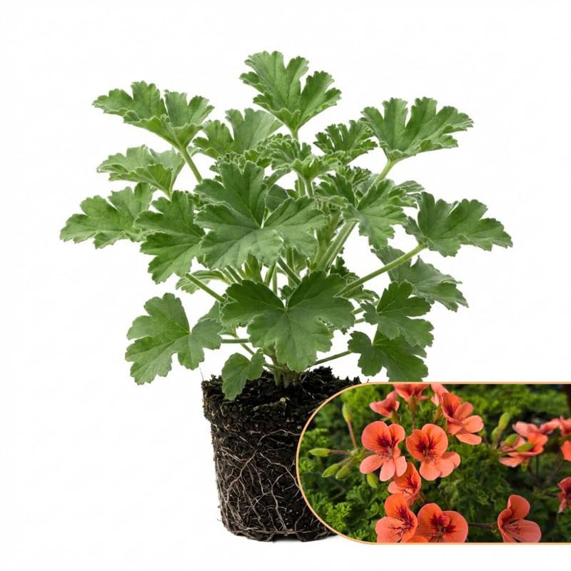 2 Red Scented Geranium Plants Live 4–7 Inches Tall, Fragrant Flowering ...