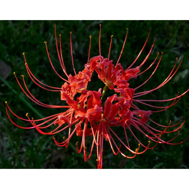(2) Red Spider Lily, Lycoris Radiata Bulbs, Beautiful Flowers, Fresh ...