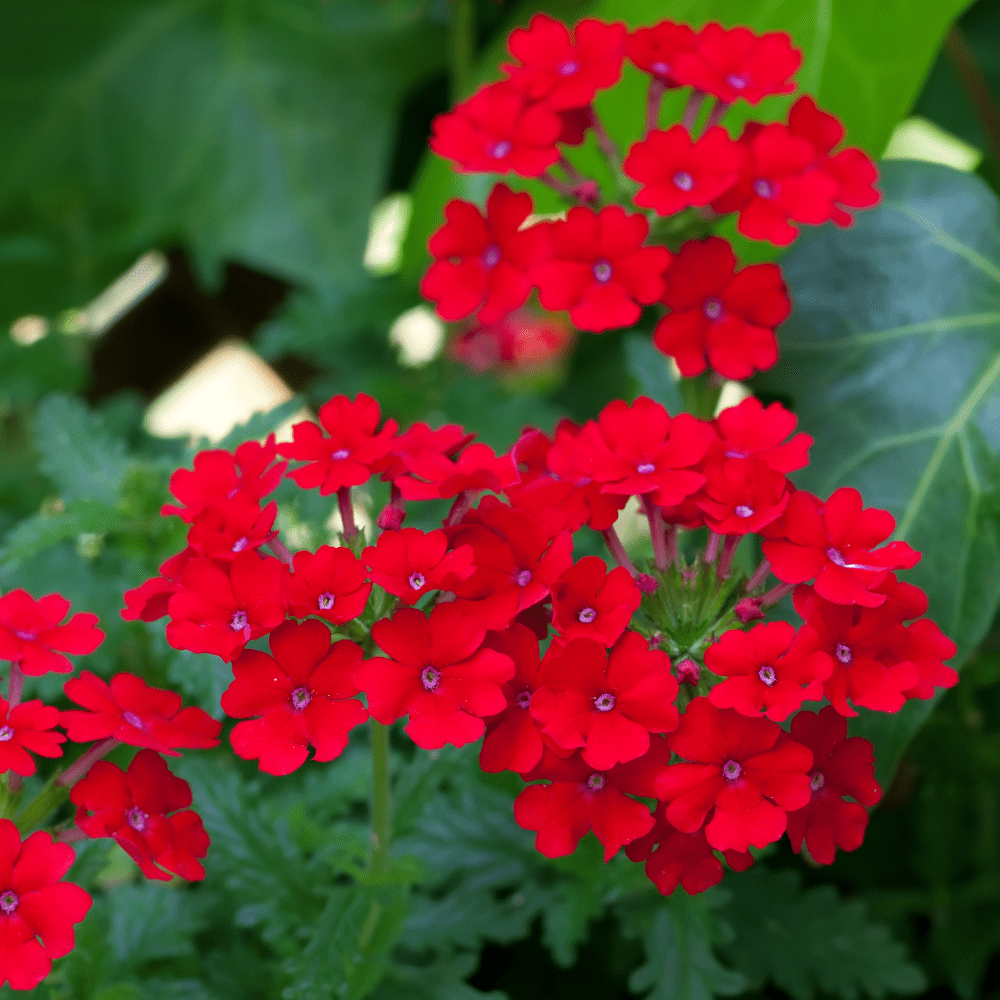 2 Red Verbena Plants, Perennial Verbena Flower Trailing Plants 3-6 ...