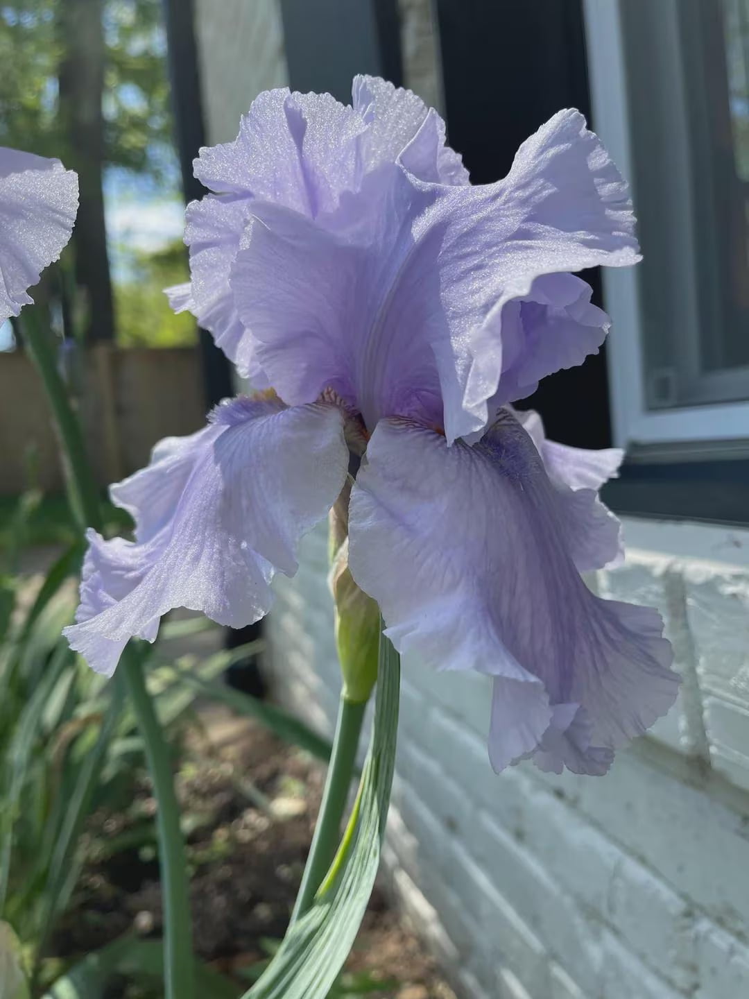 2 Rio Vista Iris Reblooming Bearded Iris - Iris Germanica Bareroot ...